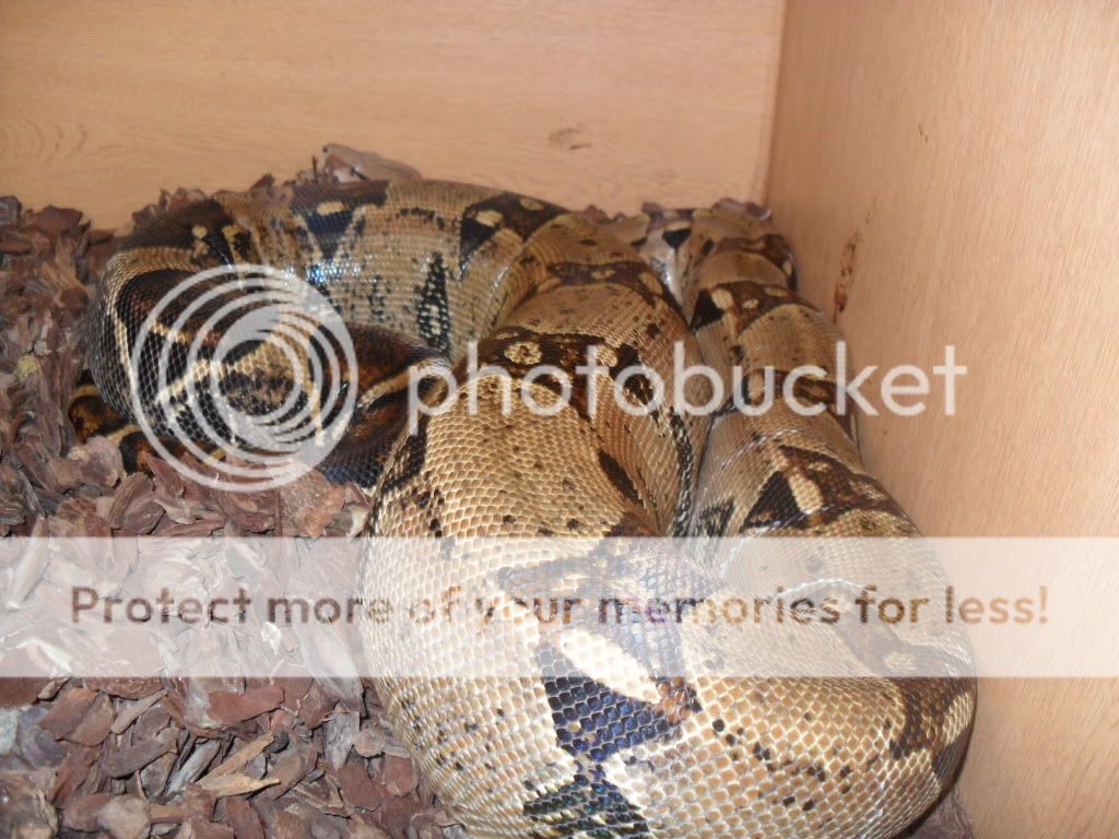 Fat snakes! - Reptile Forums